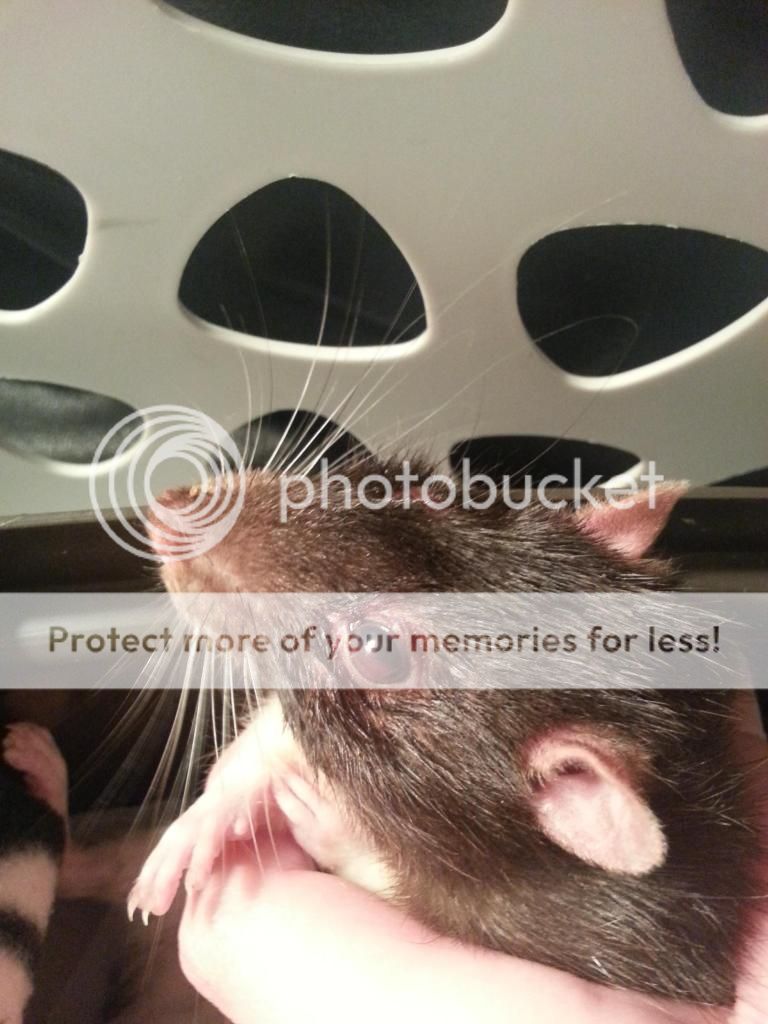 Rat is falling over, losing balance and lethargic... | The Rat Shack ...